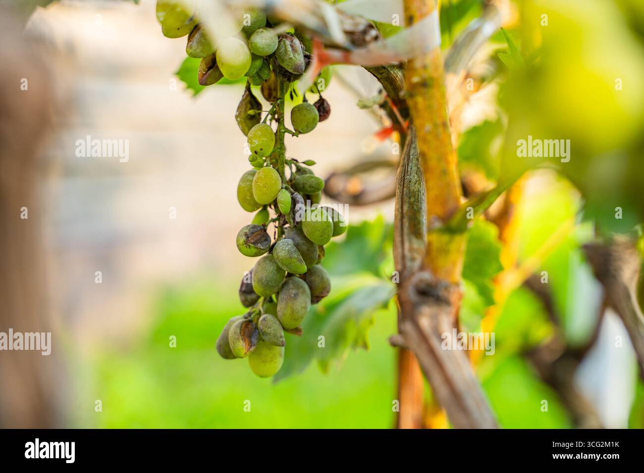 Spoiled grapes from fungal disease, close-up. Lost grape harvest Stock ...