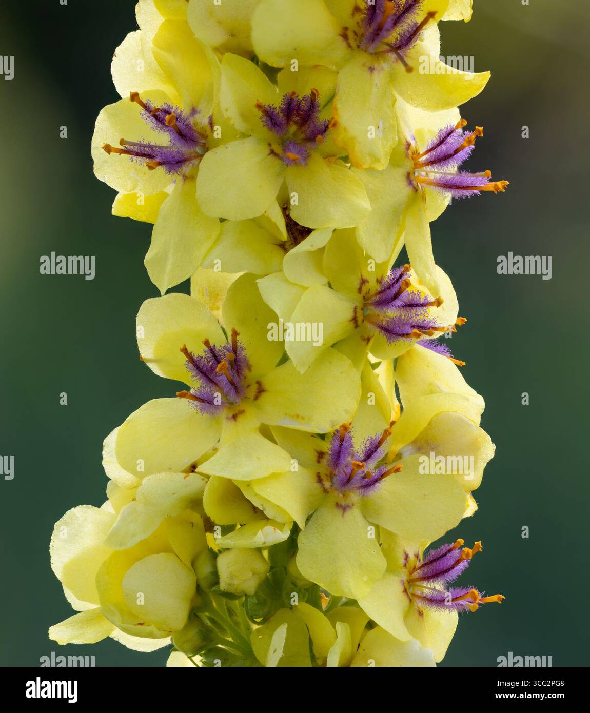 Dark mullein flowering Stock Photo - Alamy