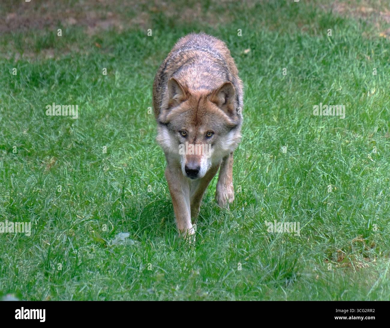 Wolf-Europaeischer Grauwolf in Deutschland in Aktion. Wolf-Grauwolf ...