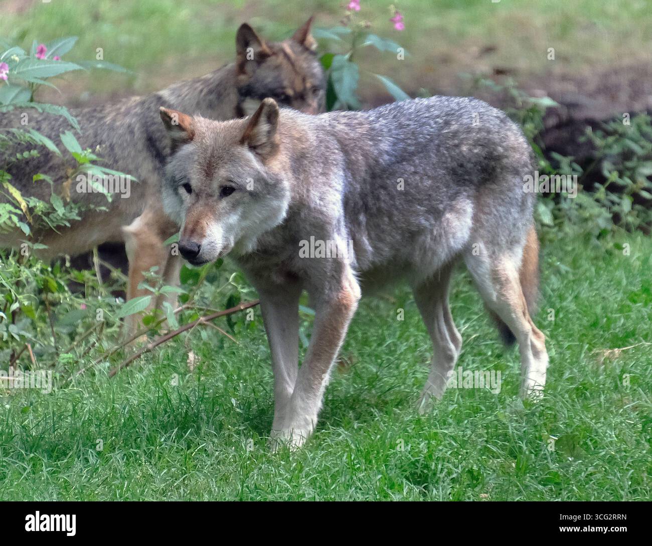 Wolf-Europaeischer Grauwolf in Deutschland in Aktion. Wolf-Grauwolf ...