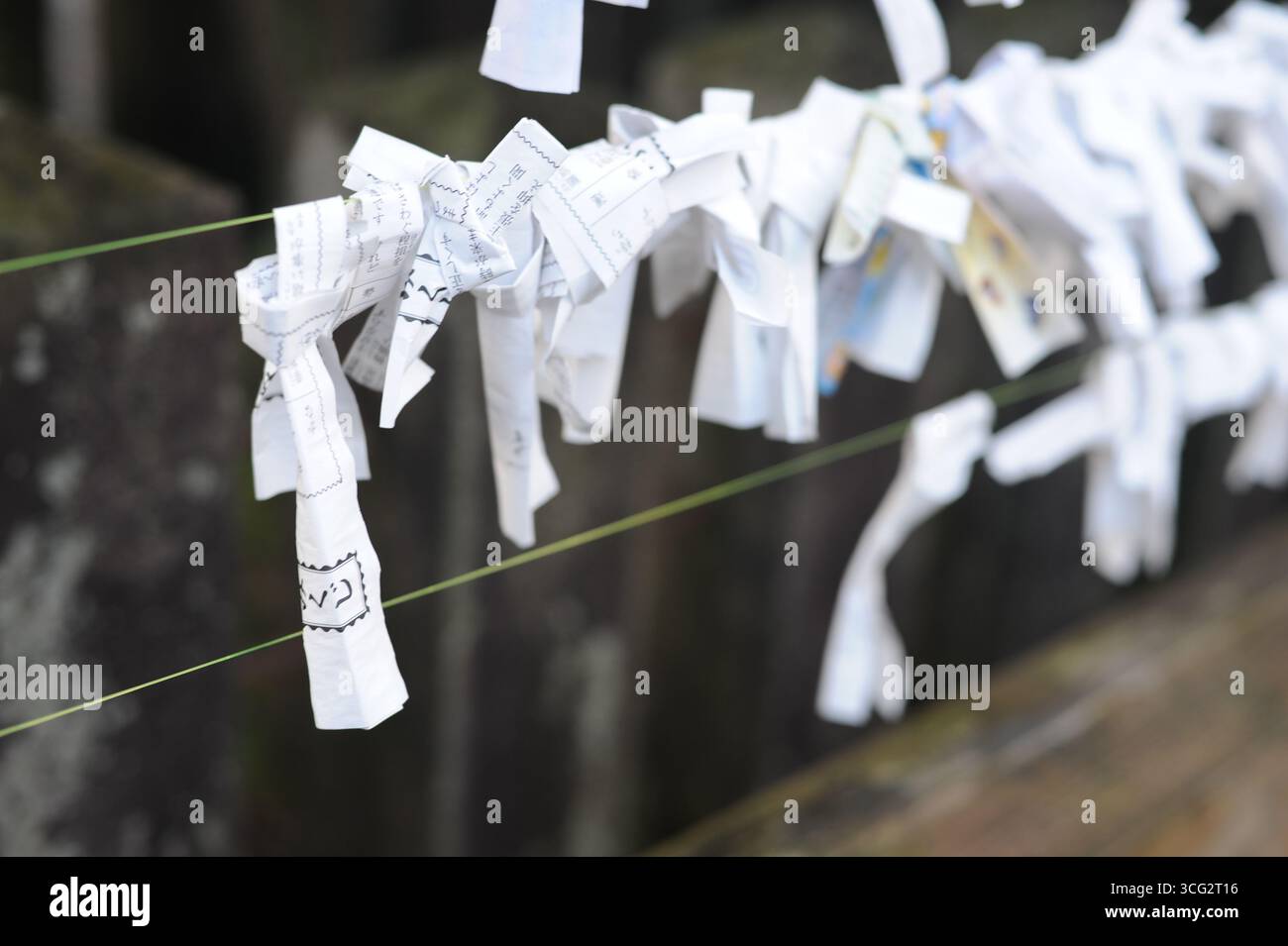 Traditional omikuji white paper with fortune telling with kanji symbols ...