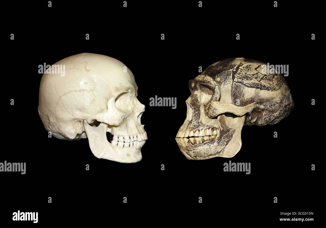 Human skull side view hi-res stock photography and images - Alamy