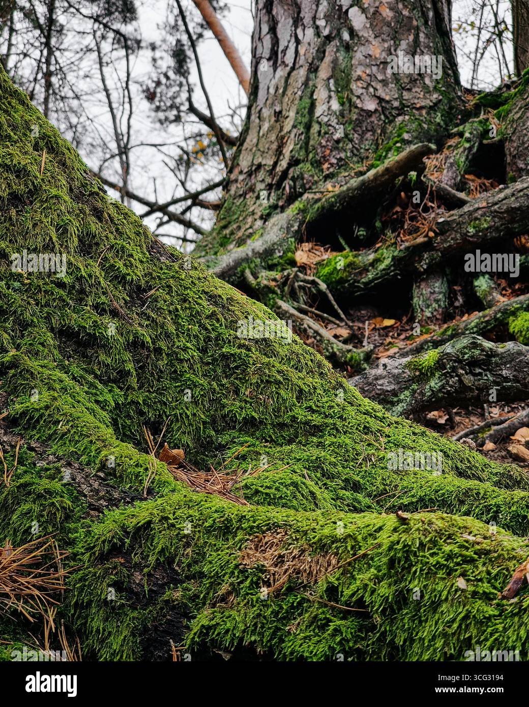 Moss-covered roots of an old tree. Roots of old trees growing on top of ...