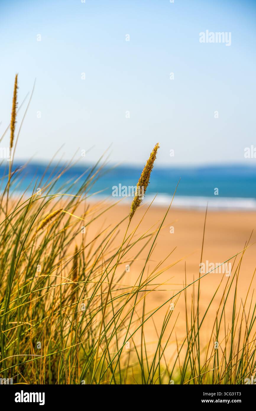 Sea grass ecosystem hi-res stock photography and images - Alamy