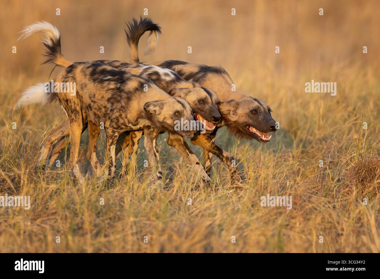 The alpha-female and alpha-male (African Wild Dogs) with another member ...