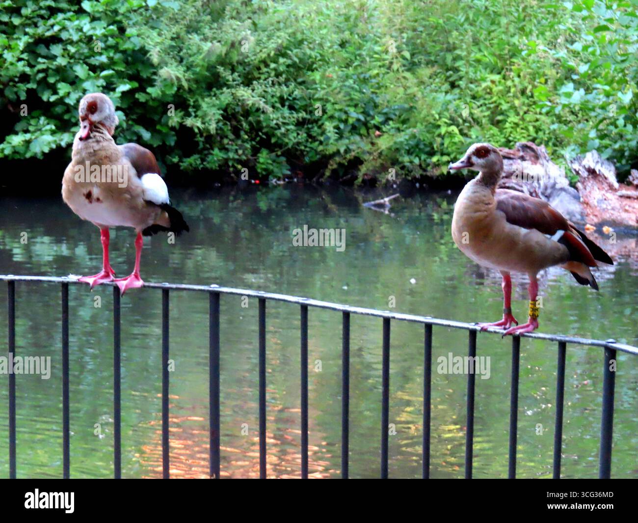 in trauter Zweisamkeit - und Treue - ein Nilganspaar Nilganspaar steht ...