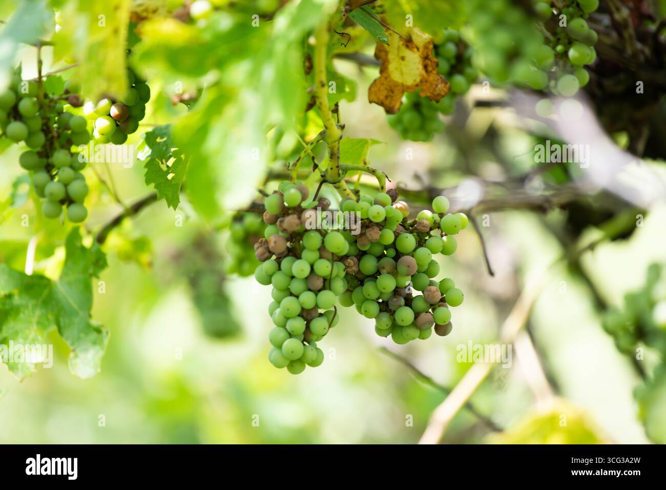 Rotten grapes affected by fungal disease Stock Photo - Alamy