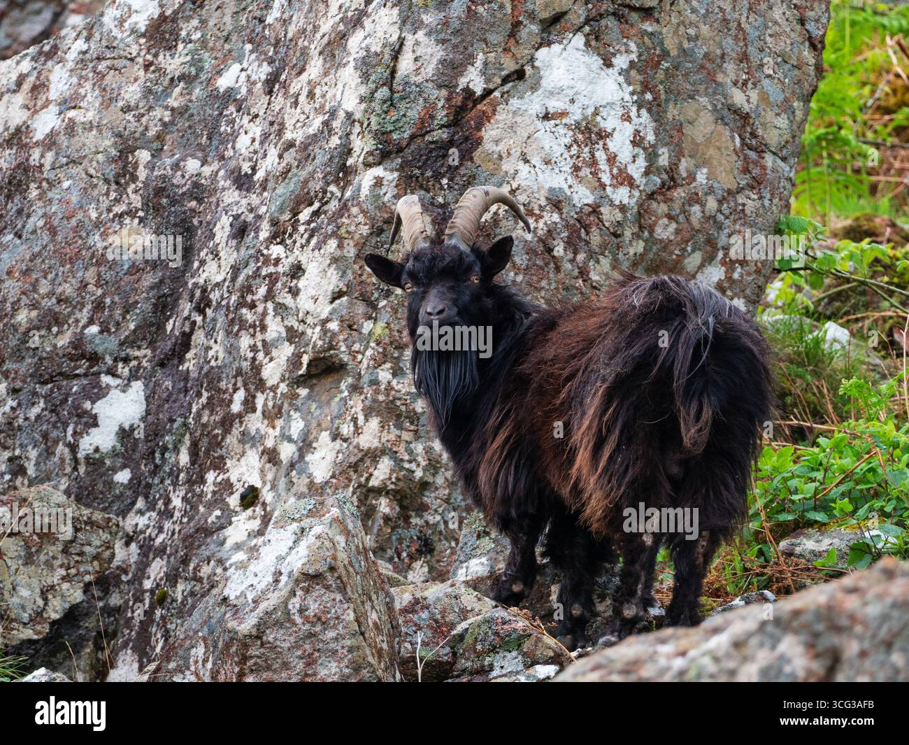 Feral goat Capra hircus male amongst rocks beside Loch Linnhe ...