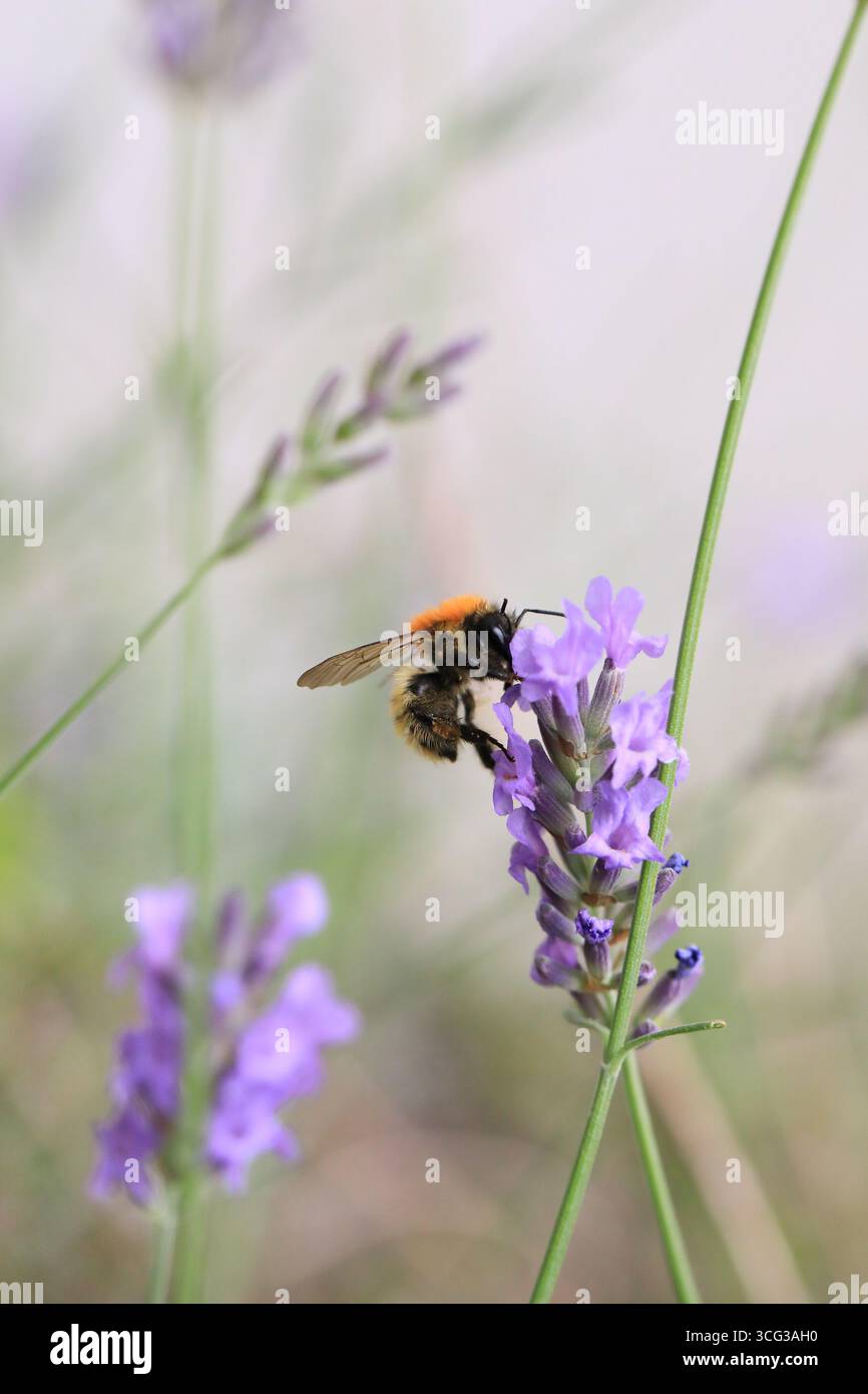 Field bumblebee on lavender hi-res stock photography and images - Alamy