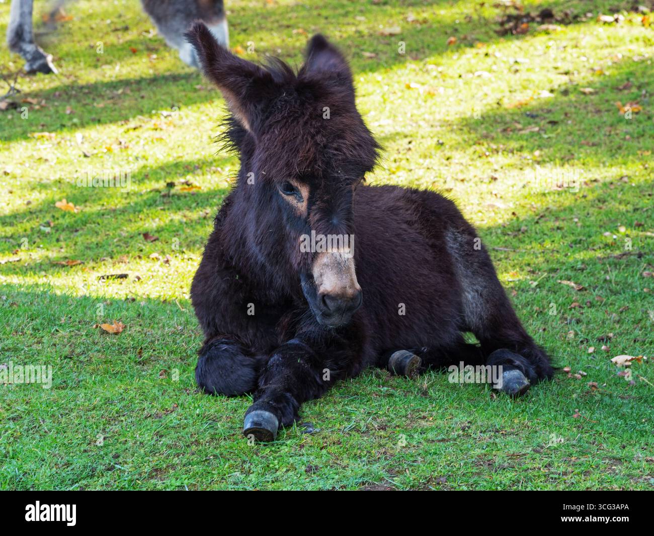 Donkey Equus africanus asinus foal, Hyde, New Forest National Park ...