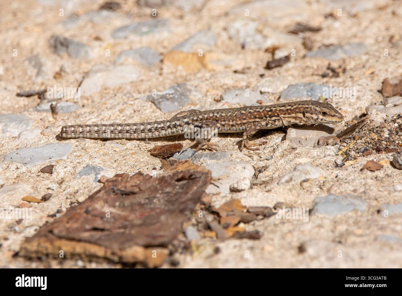 Spanish reptiles hi-res stock photography and images - Alamy