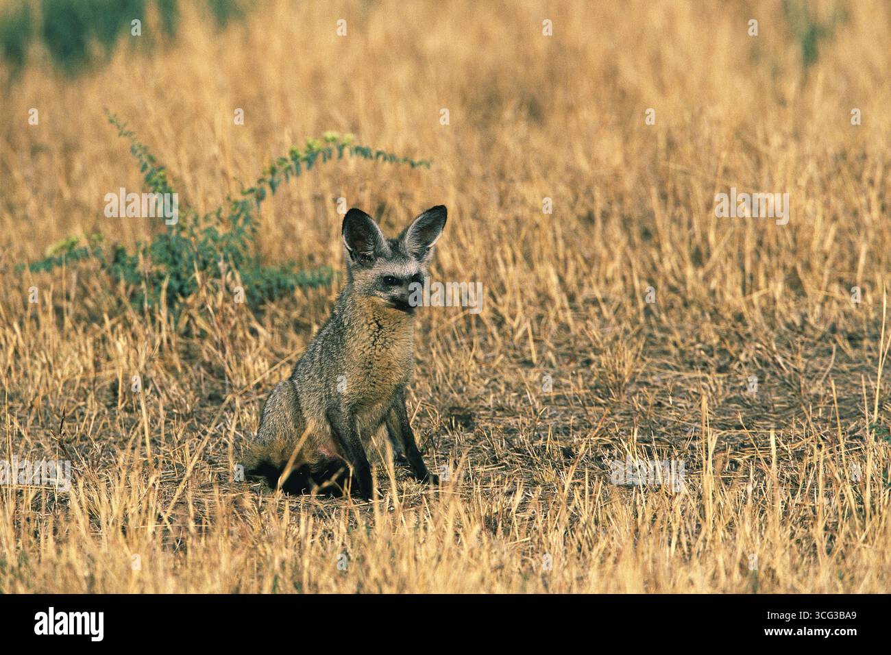 Bat-eared fox Otocyon megalotis resting on savannah grassland, Samburu ...
