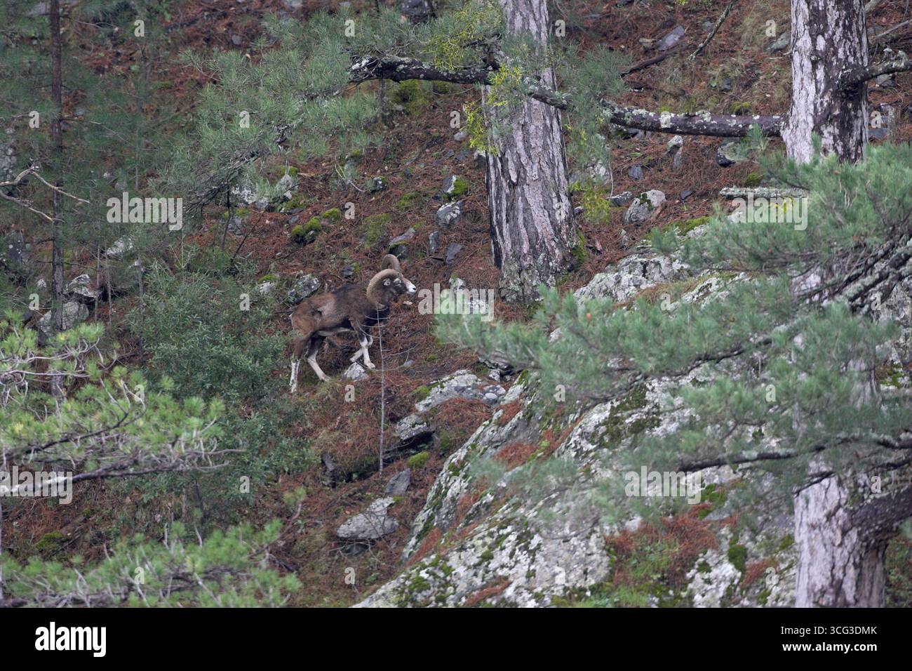 Mouflon Ovis orientalis musimon male among Corsican pines Pinus nigra ...