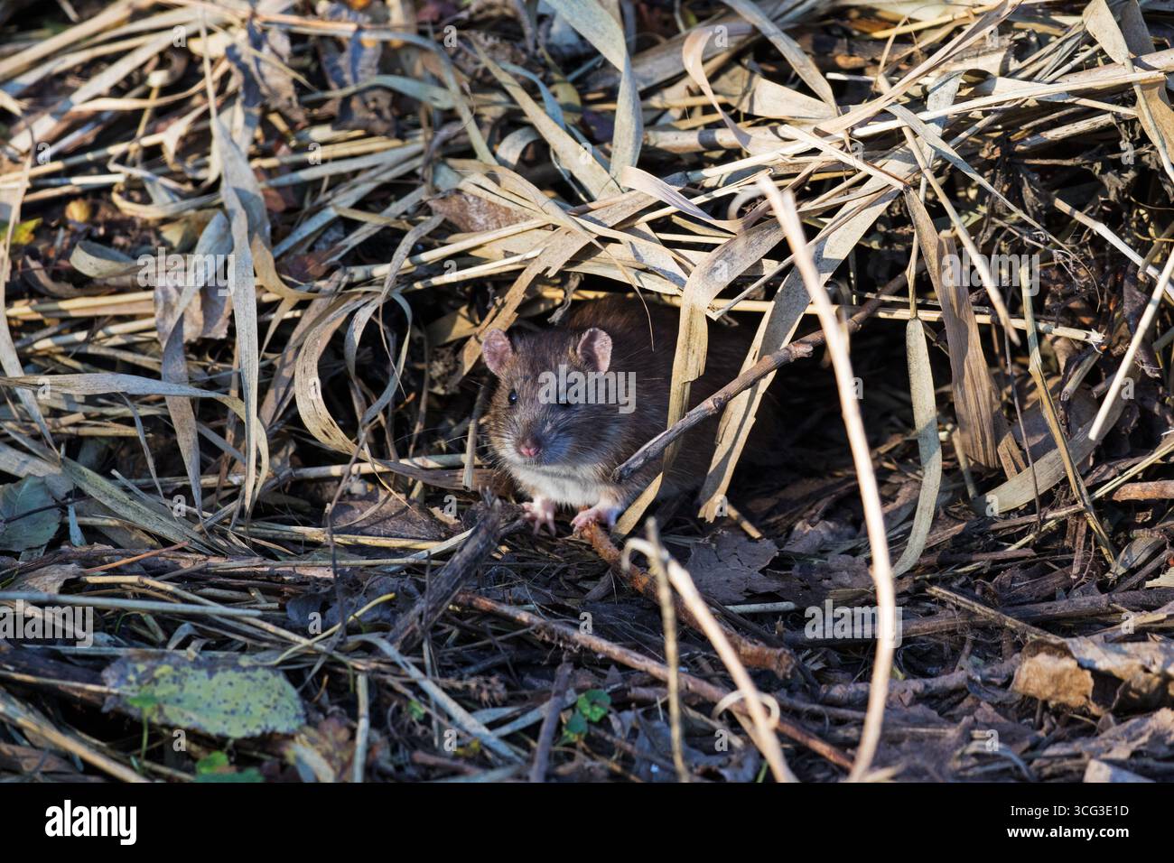 Common rat Rattus norvegicus, amongst leaf litter, Langford Lakes ...