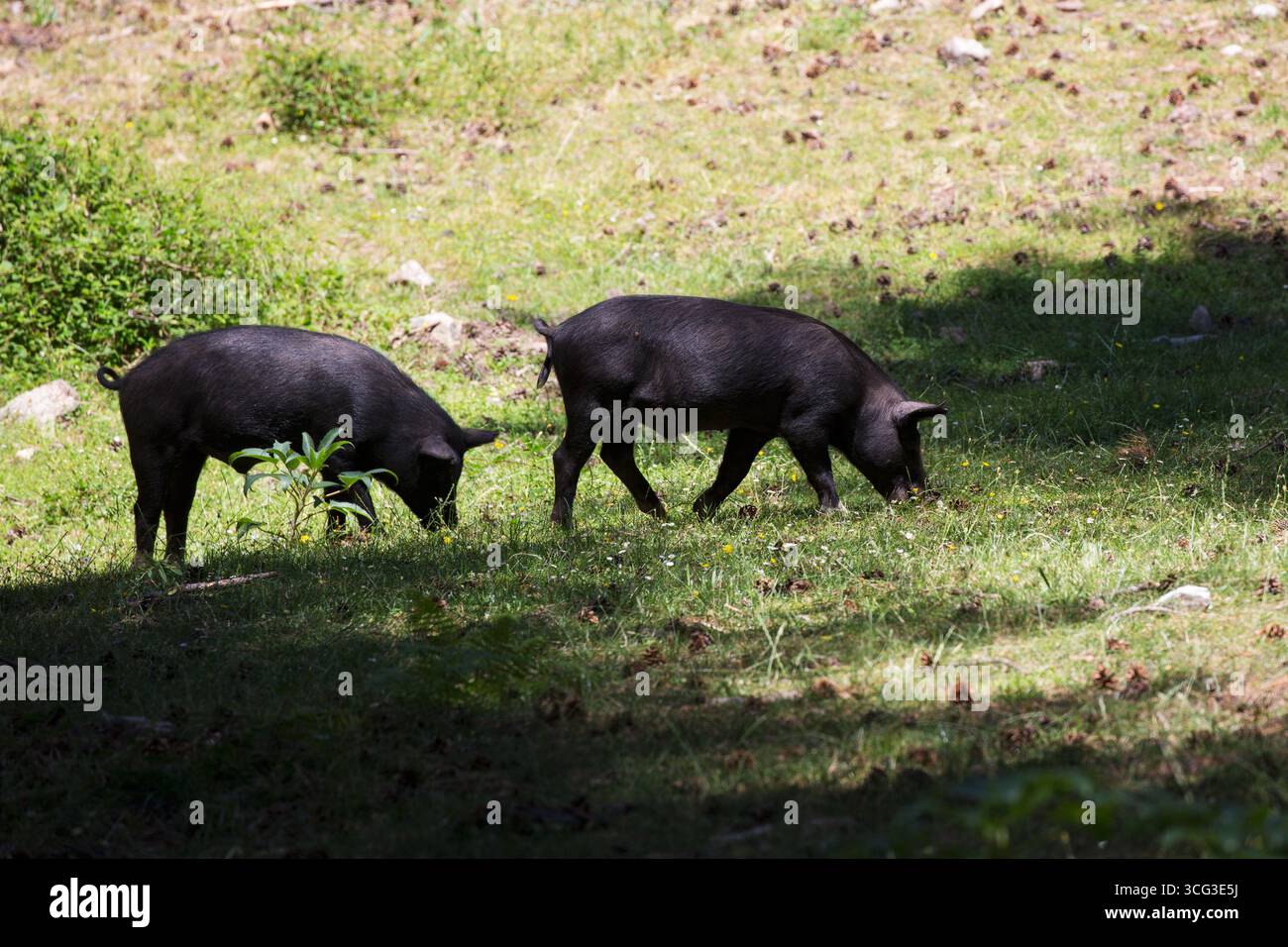 Foraging under pine trees hi-res stock photography and images - Alamy