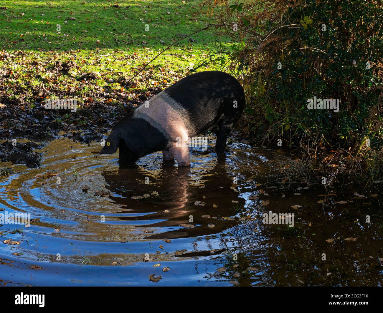 Feeding on fallen acorns in a muddy puddle hi-res stock photography and ...