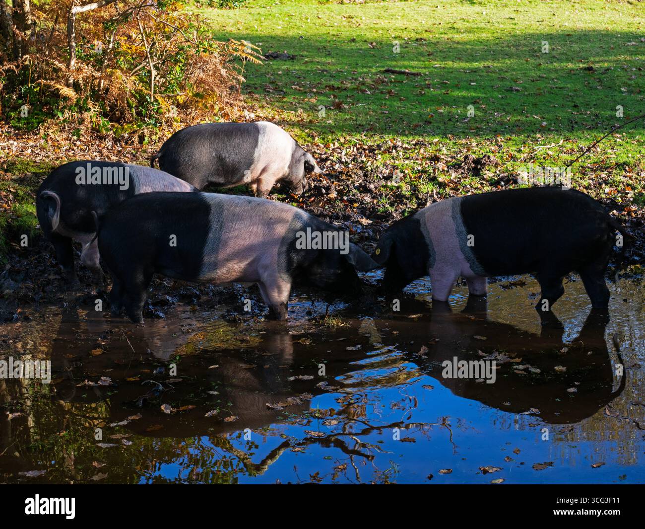 Feeding on fallen acorns in a muddy puddle hi-res stock photography and ...