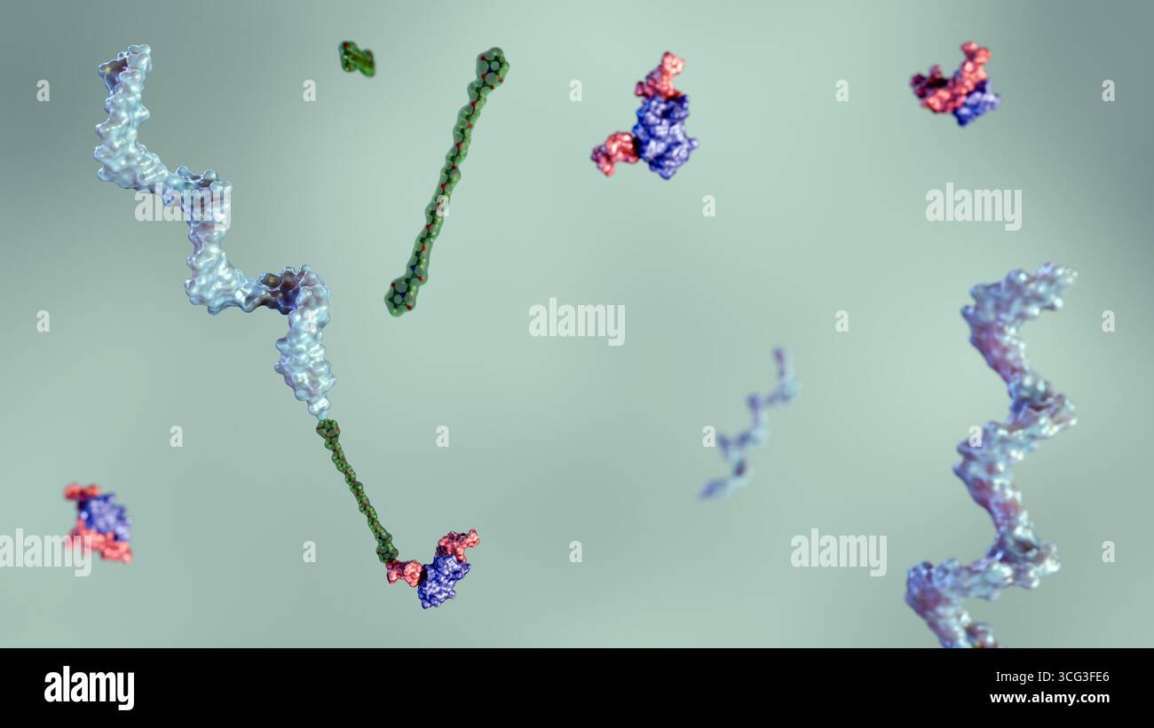 A 3d rendering of peptide-oligonucleotide conjugate or POC. The ...