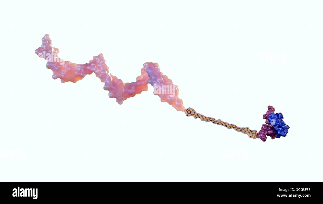 A 3d rendering of peptide-oligonucleotide conjugate or POC. The ...