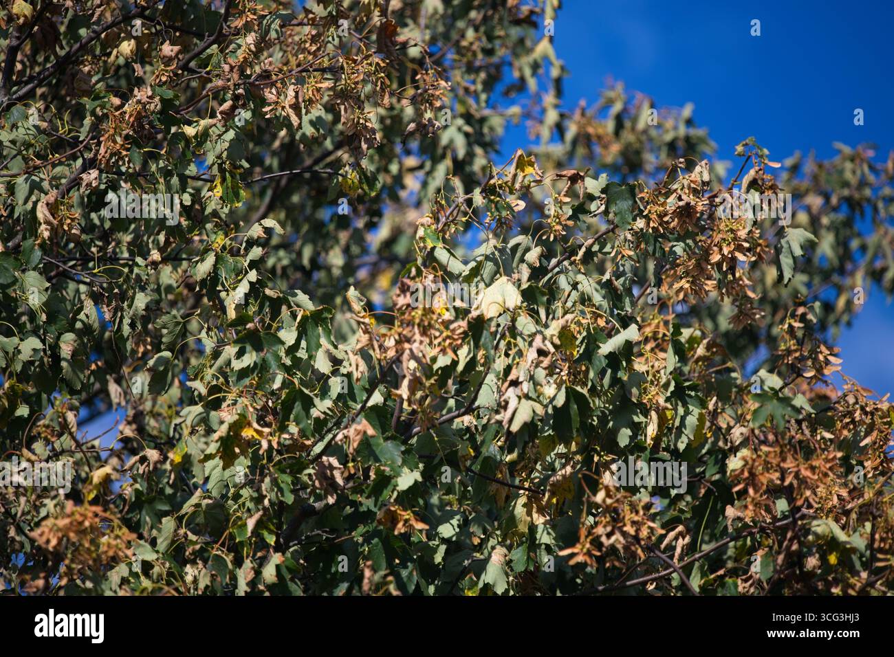 Edinburgh, Scotland. Tuesday 26 August 2025. The Scottish drought ...