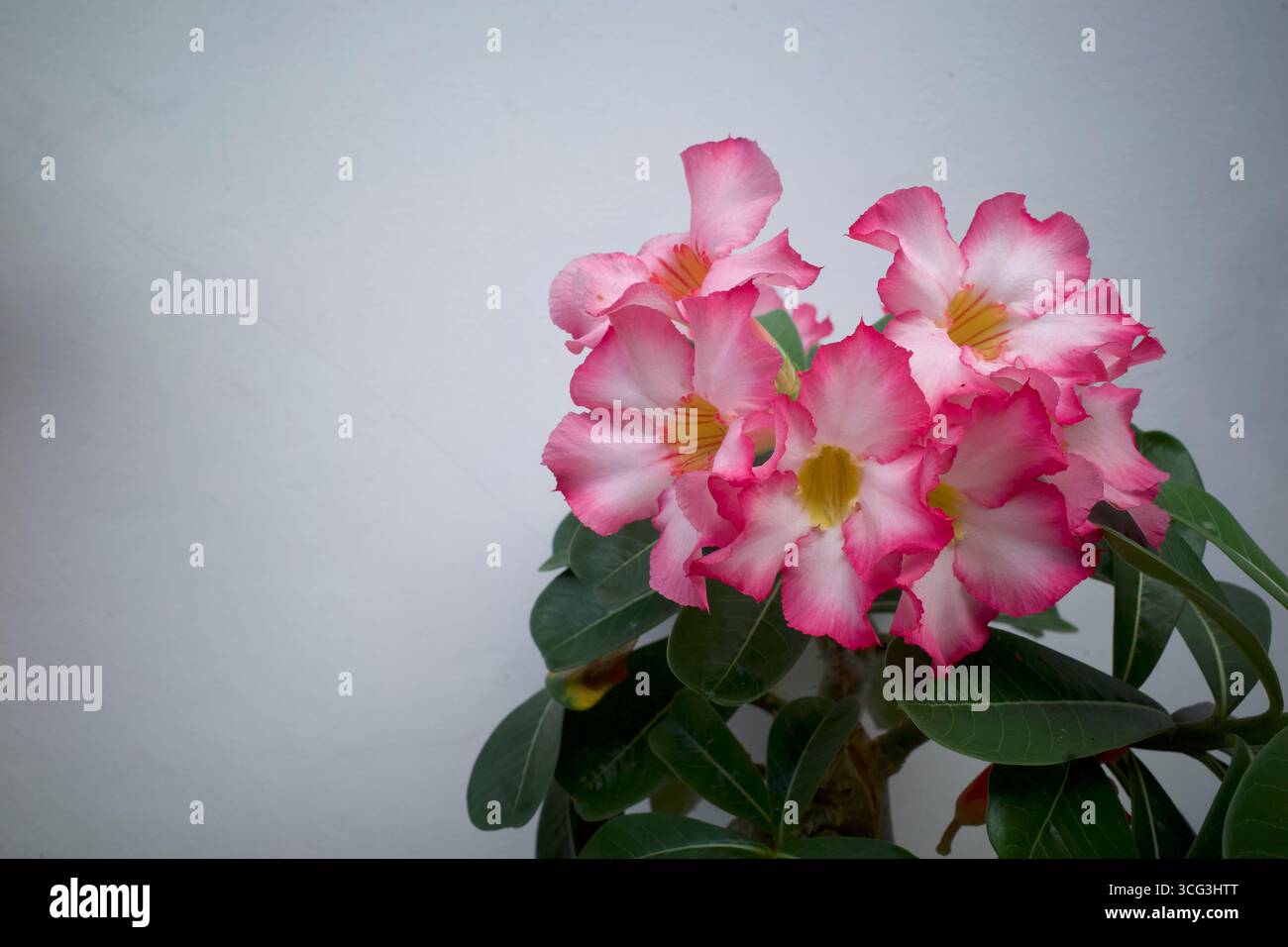 Close up of Adenium flower, also known as desert rose, with white ...