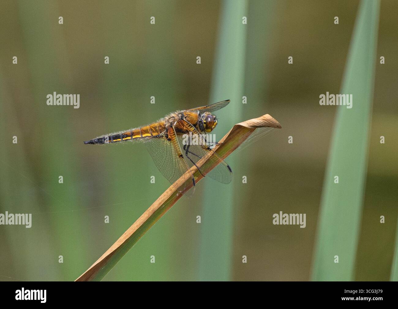 A detailed shot of a Four-spotted Chaser Dragonfly ( Libellula ...
