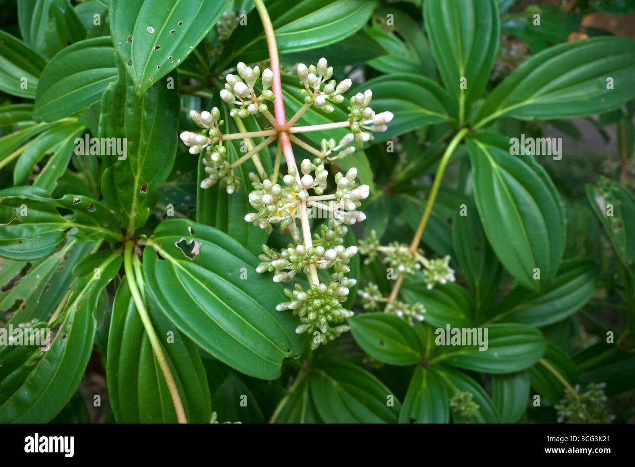 Parijoto flower medinilla speciosa hi-res stock photography and images ...