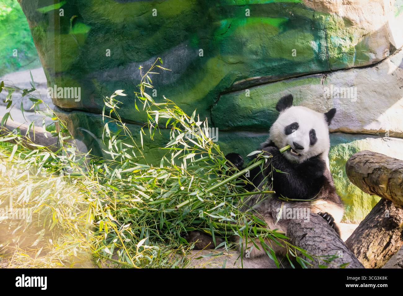Giant panda eating bamboo in zoo enclosure Stock Photo - Alamy