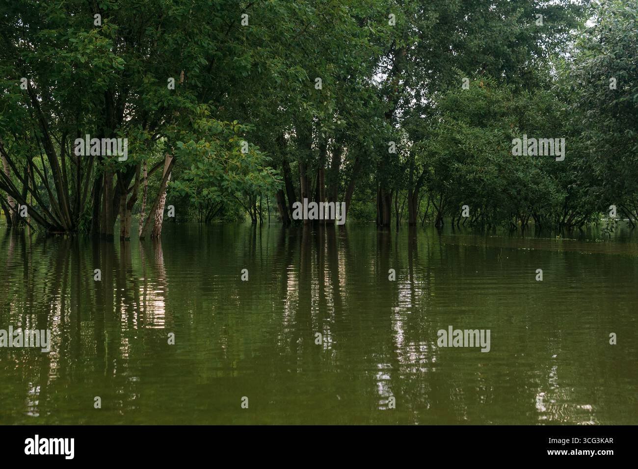 park during flood, trees stand in water Stock Photo - Alamy
