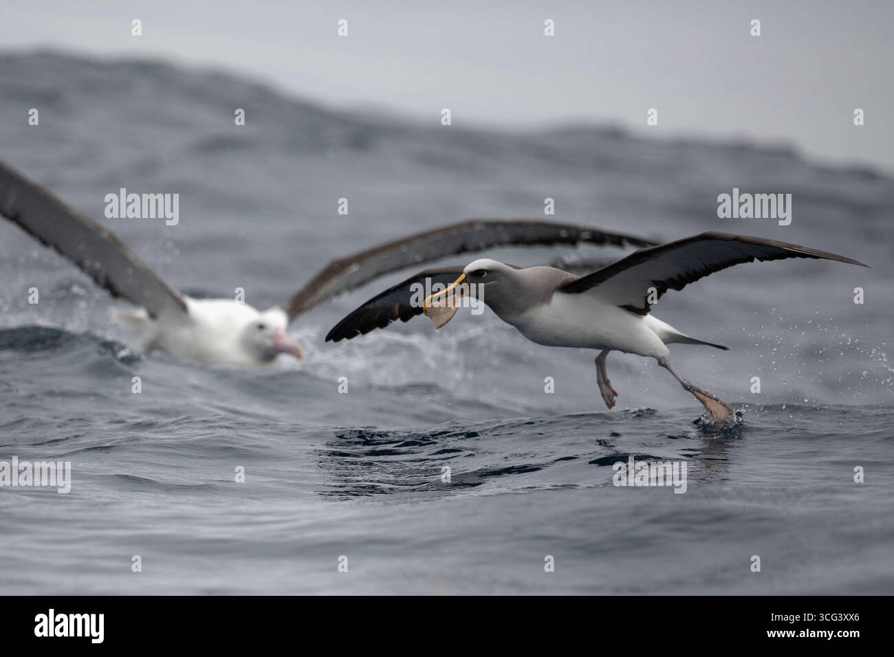 Buller's Albatross, Thalassarche bulleri, escaping with food from ...