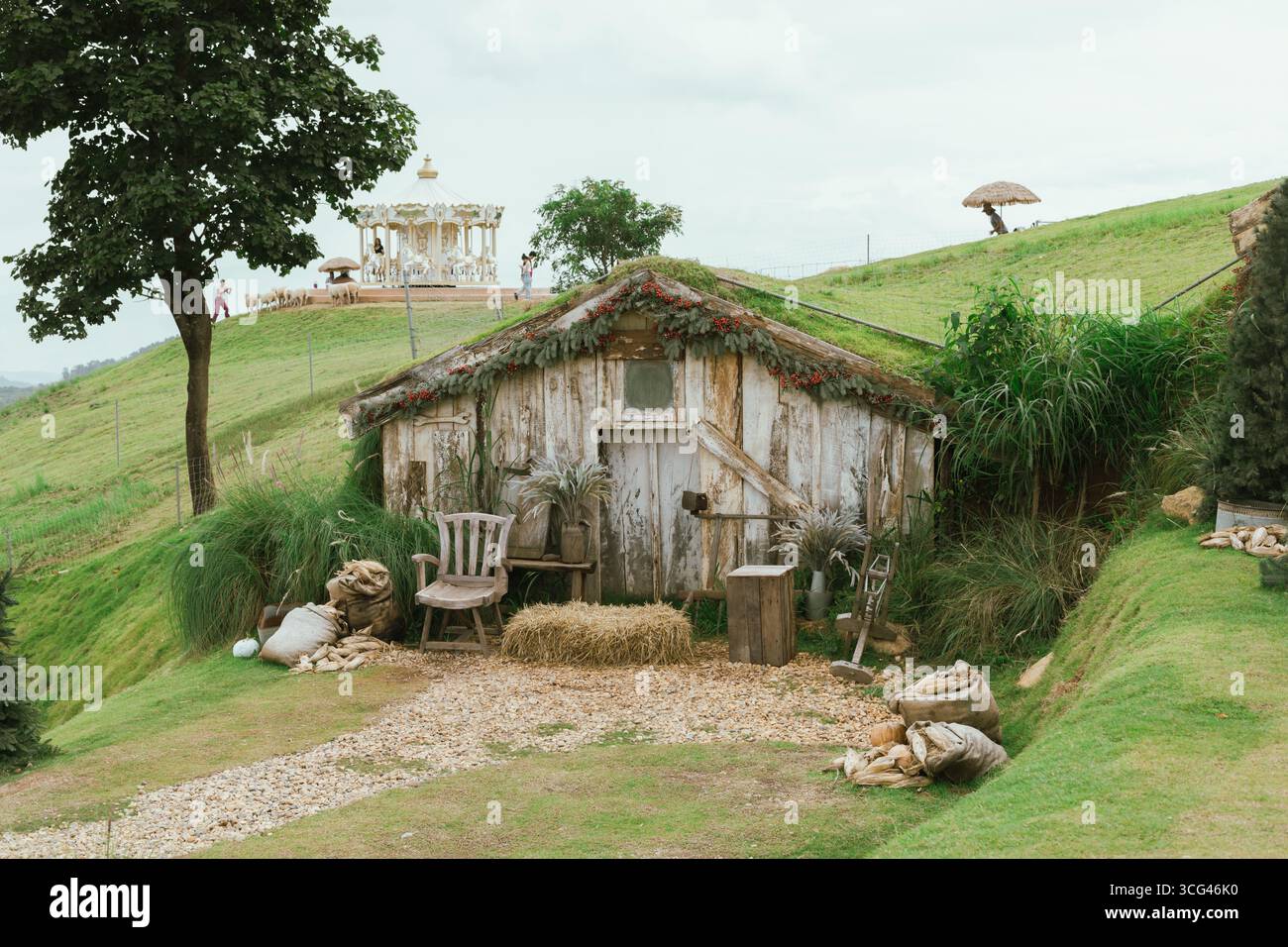 Akha Farmville, the only sheep farm of Doi Chang, Chiang Rai, is ...