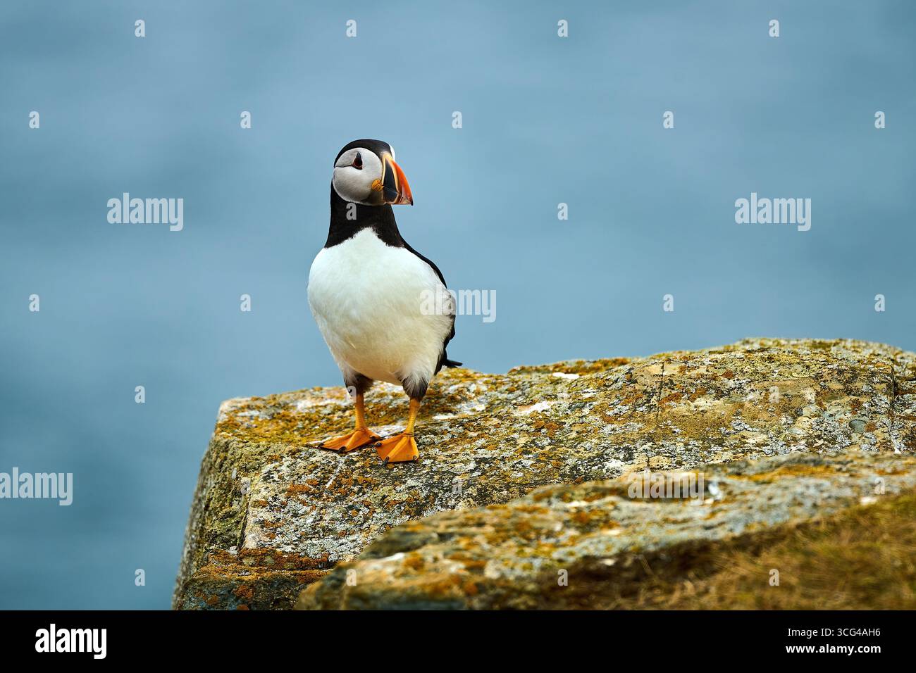 Puffin at viewing site in Elliston, Bonavista Peninsula, Newfoundland ...