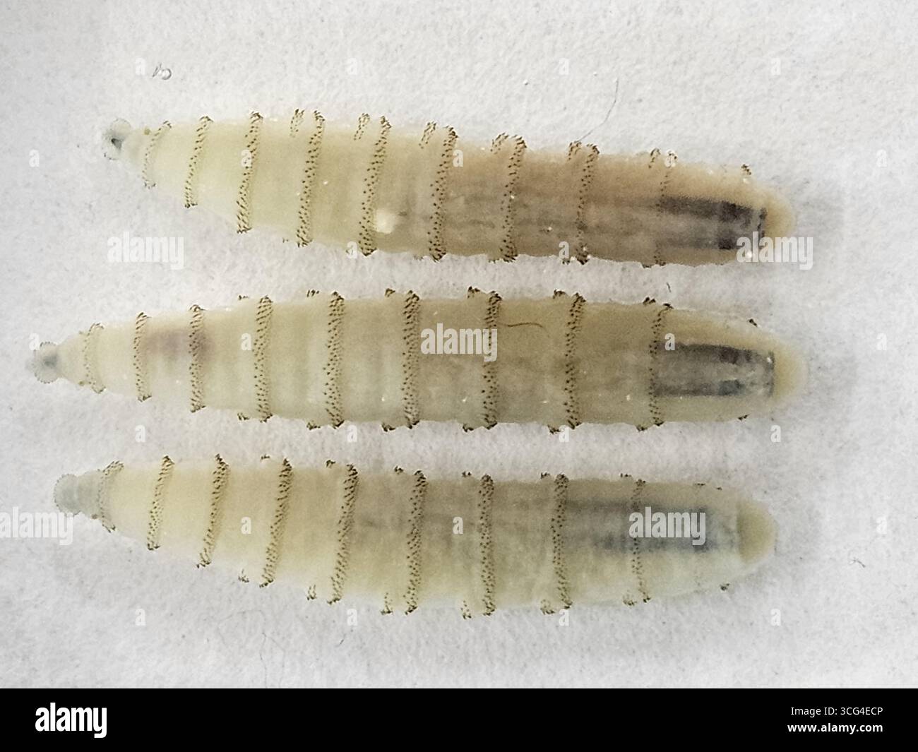 Screw worm cattle hi-res stock photography and images - Alamy