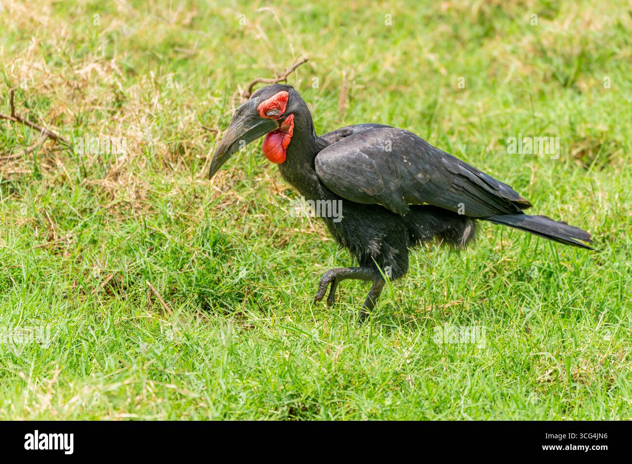 Southern Ground hornbill (Bucorvus leadbeateri) showing the long curved ...