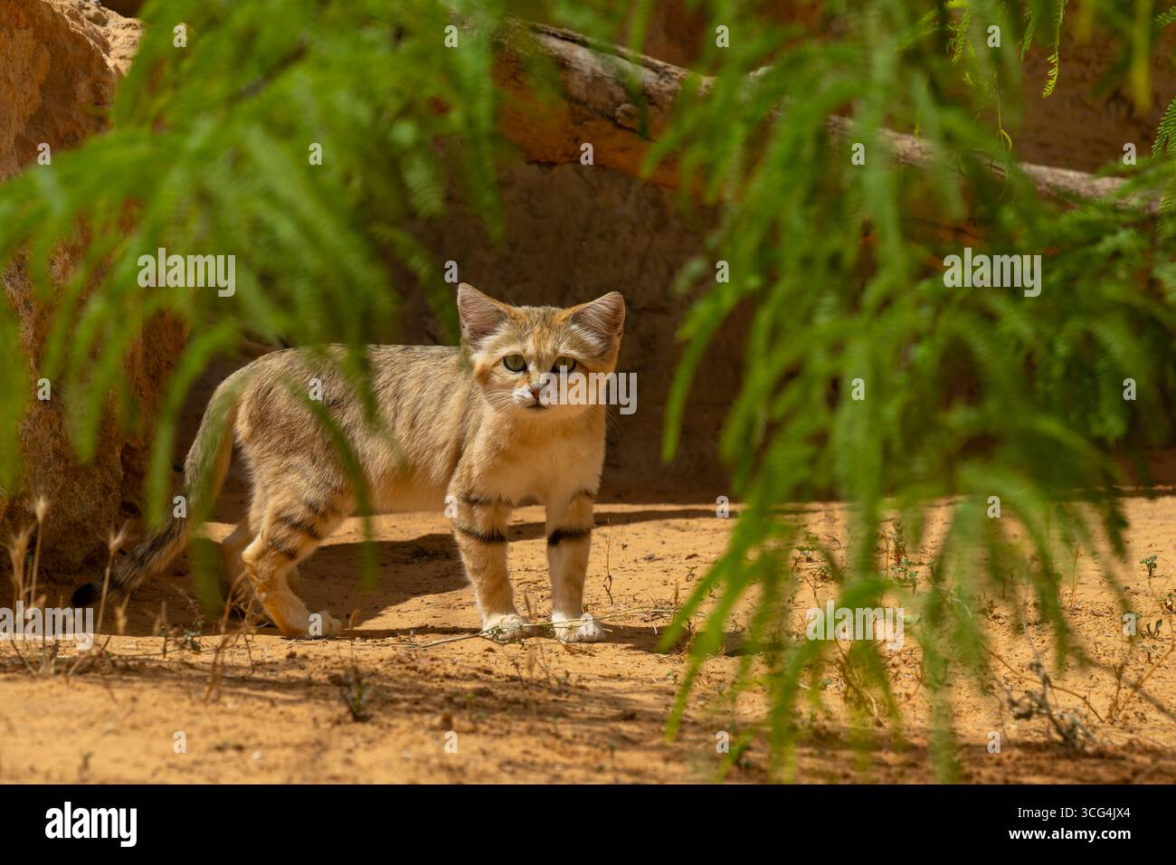 Sand cat (Felis margarita). This cat inhabits the desert zones of ...