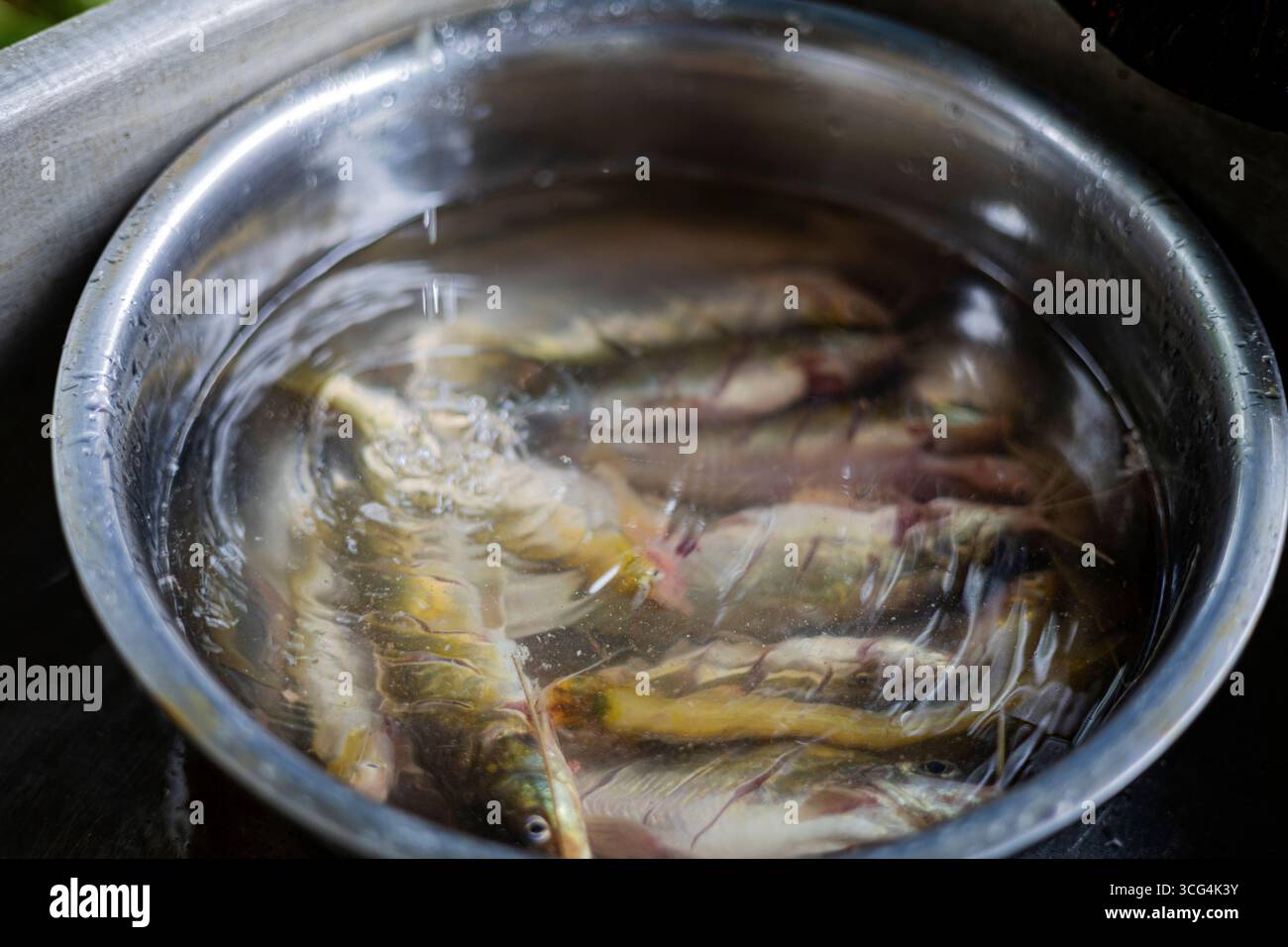 Fish being cleaned washed hi-res stock photography and images - Alamy