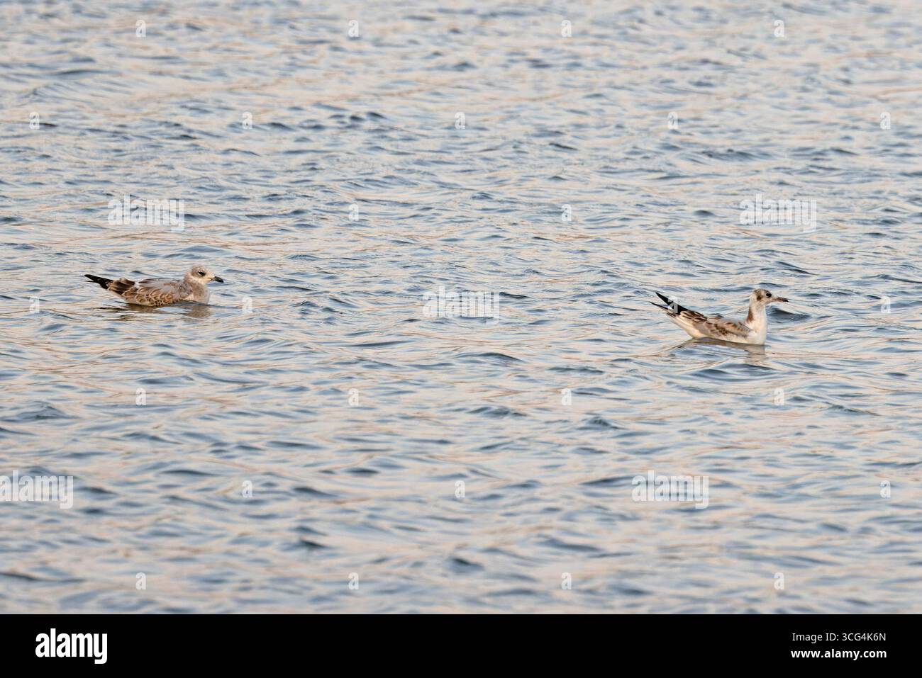 Juvenile mediterranean gulls larus hi-res stock photography and images ...