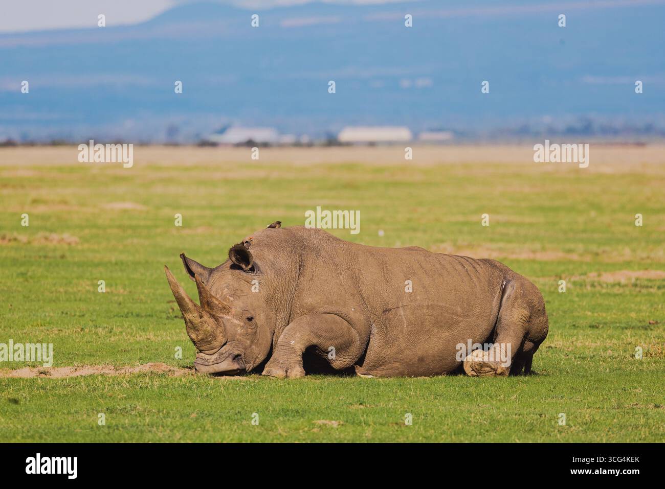 black rhinoceros (Diceros bicornis), at The Ol Pejeta Conservancy and ...