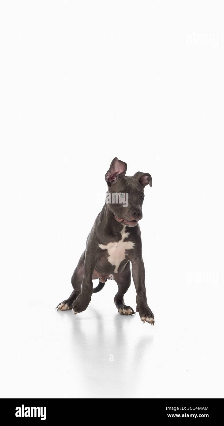 Adorable pitbull puppy sitting with tilted head showing playful ...