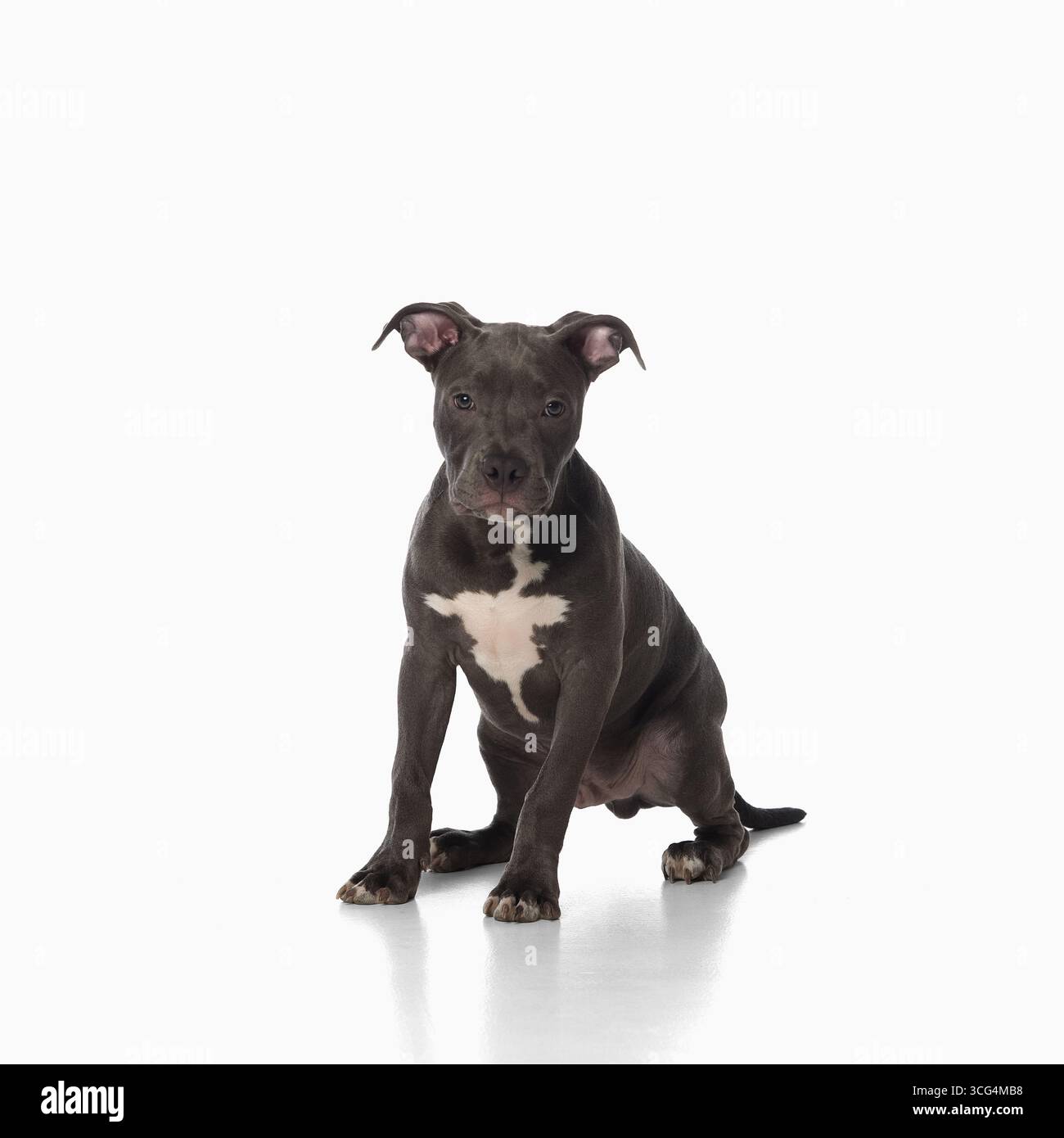 Cute pitbull puppy sitting on white background with curious expression ...