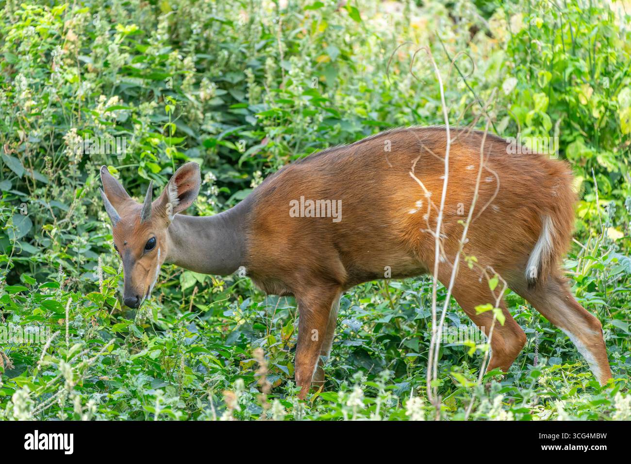 Cape bushbuck (Tragelaphus sylvaticus), also known as imbabala ...