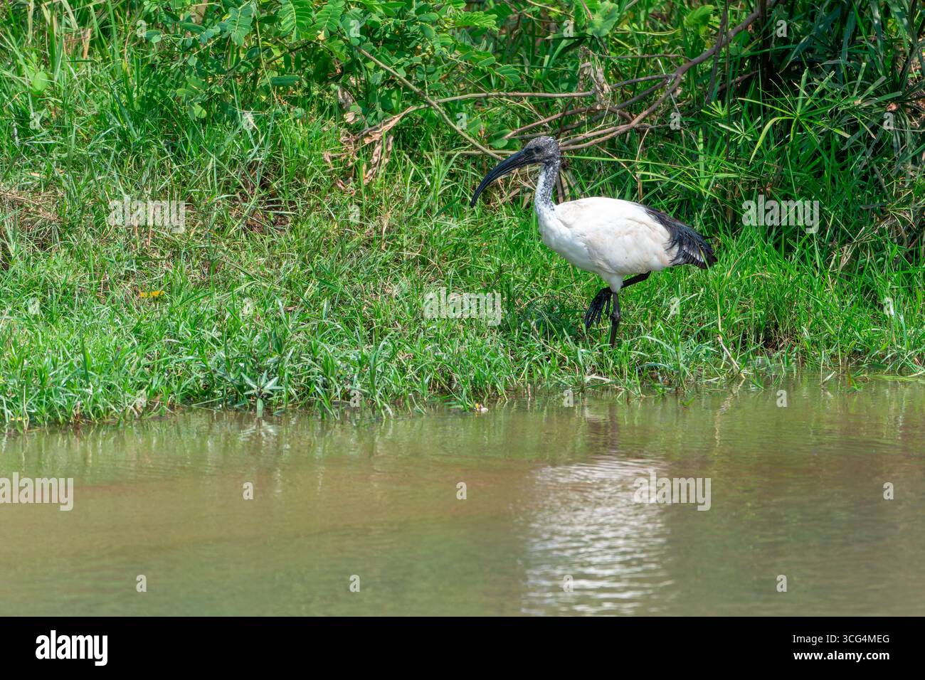 African Sacred ibis (Threskiornis aethiopicus) foraging for food. The ...