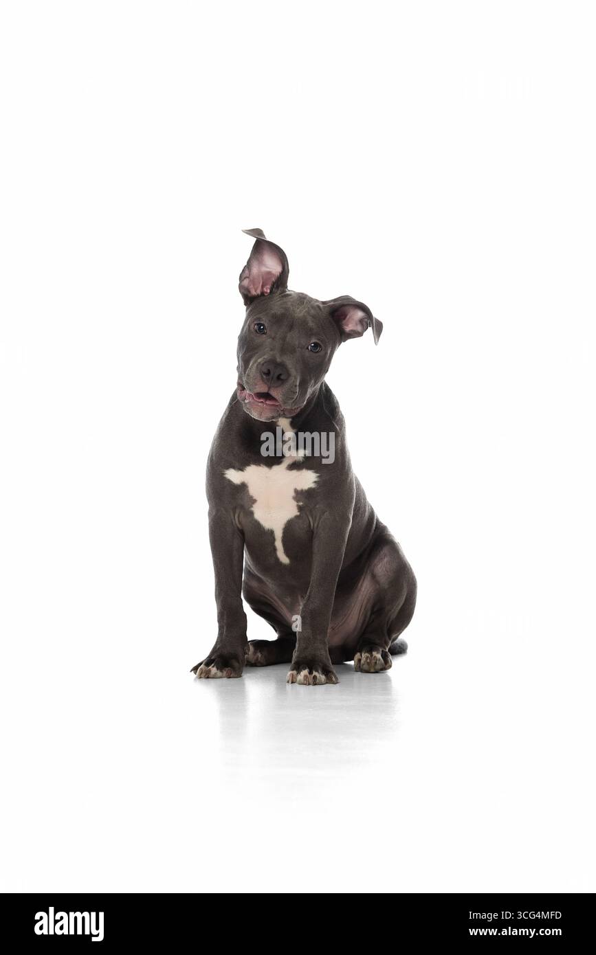 Cute pitbull puppy sitting with tilted head showing curious and tender ...