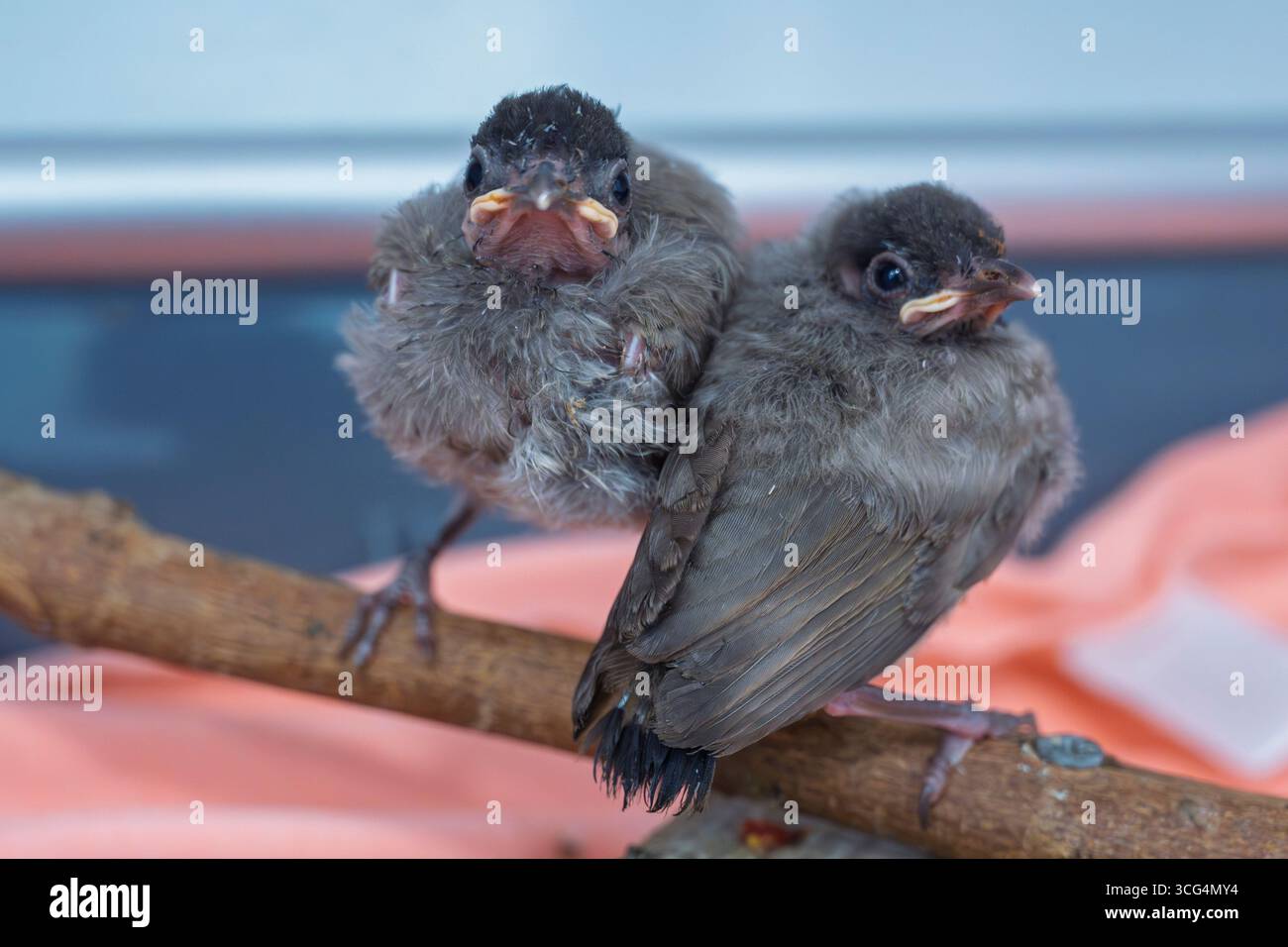 caring and feeding orphaned Yellow-vented Bulbul (Pycnonotus ...