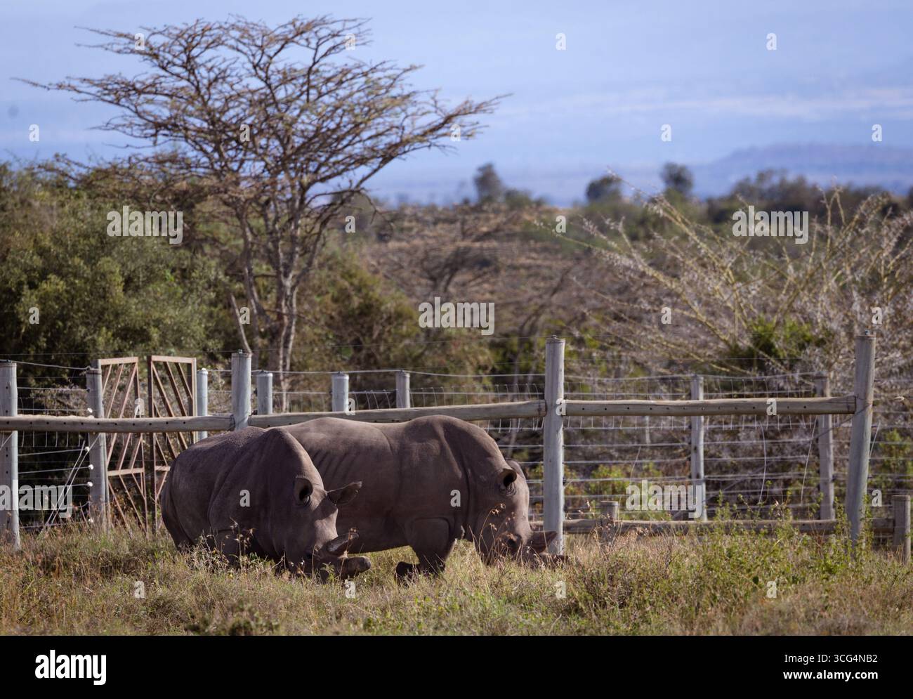 White rhinoceros, also known as the white rhino or square-lipped ...