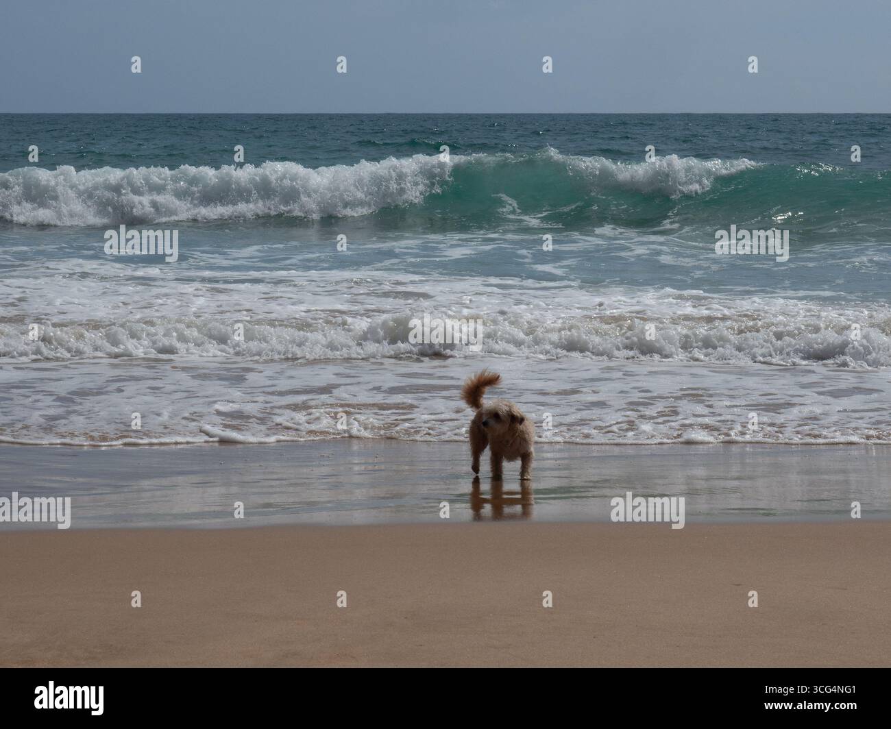 Small dog walking on the sandy beach near the ocean waves in Algarve ...