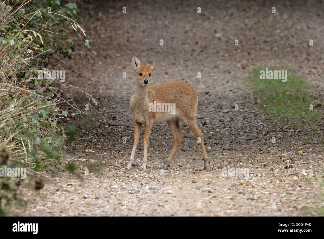 Chinese water deer fawns hi-res stock photography and images - Alamy