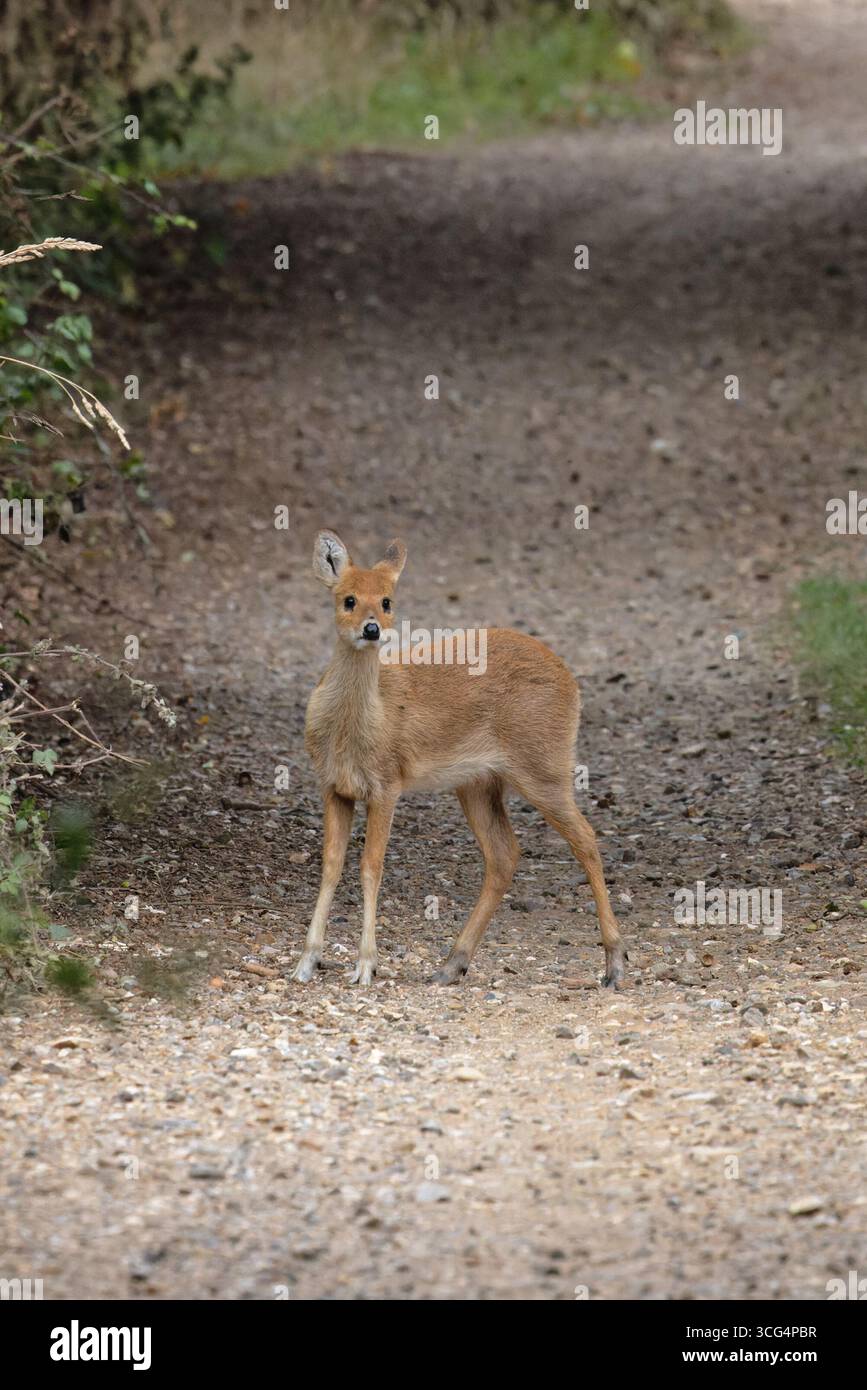 Chinese Water Deer (Hydropotes inermis) fawn Norfolk August 2025 Stock ...