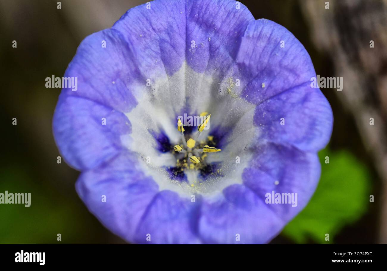 Shoofly plant hi-res stock photography and images - Alamy