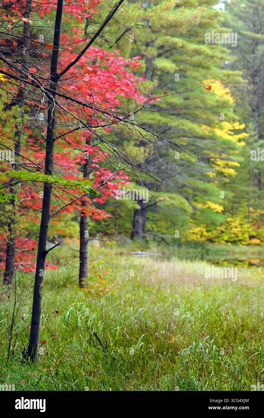 Fall colors in a forest in Ontario's Muskoka region Stock Photo - Alamy